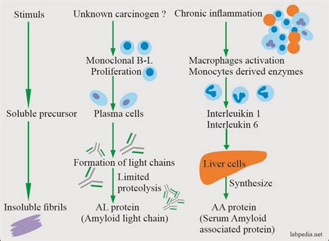 Chapter 33 Amyloidosis