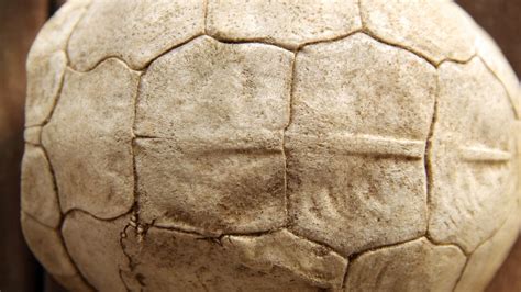 Red Eared Slider Shell Problems How To Treat Them The Turtle Hub