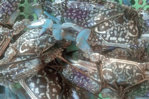 The Analytical Scientist Crustacean Creations