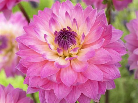 Dahlia ‘miss Delilah Garden Plants Online