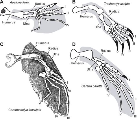 Green Sea Turtle Anatomy