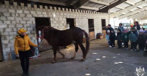 ЧП в конном клубе Приднестровья Наездница упала с коня на детей — четверо малышей оказались в