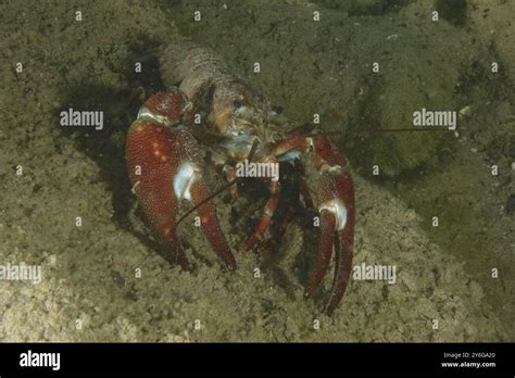 A Signal Crayfish Pacifastacus Leniusculus American Crayfish