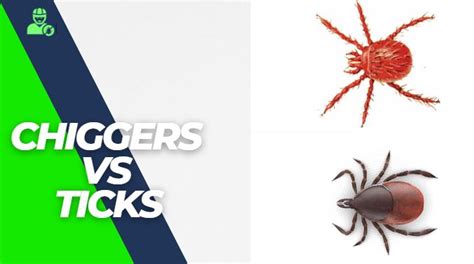 Chiggers Vs Ticks In 5 Important Points Explained Y L P C