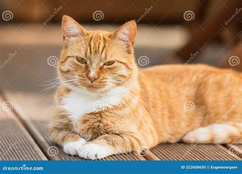 Portrait Of Lazy Ginger Cat With White Spots Stock Photo Image Of Closeup Cute