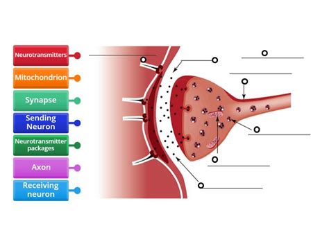 Labelling Synapse Labelled Diagram