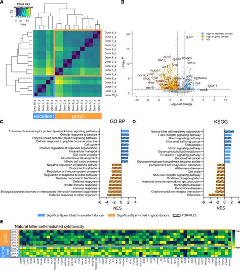 Bulk And Single Cell Transcriptomics Identify Gene Signatures Of Stem Cell Derived Nk Cell