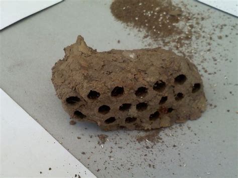 Newest Acquisition Fossilized Wasp Nest Rrockhounds Newest Acquisition Fossilized Wasp Nest Rrockhounds