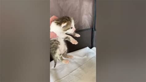 Малыши ищут дом Youtube