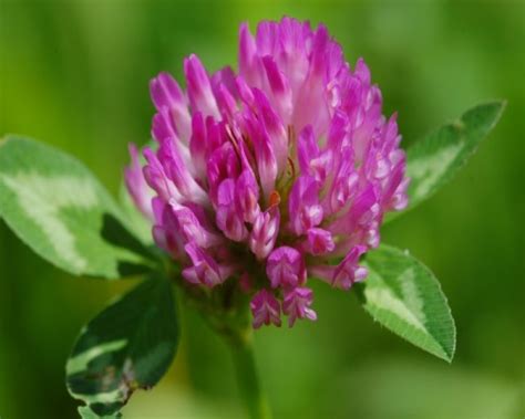 Poišči Imena Trav In Travniških Cvetlic