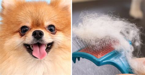 포메라니안 털 빠짐 생각보다 심하지는 않아요 비마이펫 라이프