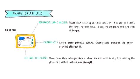 Cambridge IGCSE Biology Cells Structures Functions Pptx Biological Sciences Science
