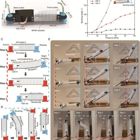 pdf earthworm‐inspired multi‐material adaptive strain‐limiting