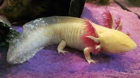 Copper Trait Water Critters