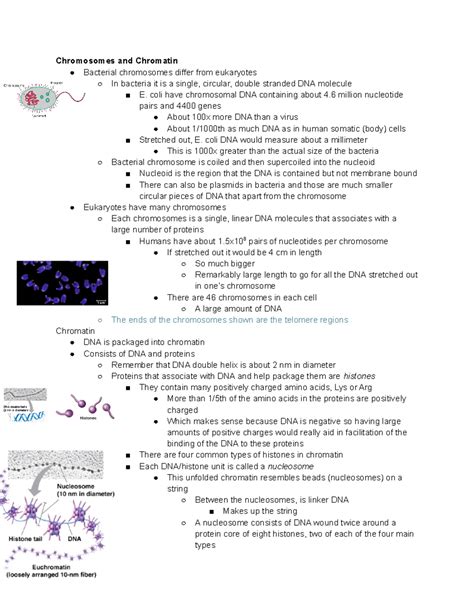 MCDB A Cell Cycle Notes Chromosomes And Chromatin Bacterial Chromosomes Differ From Studocu