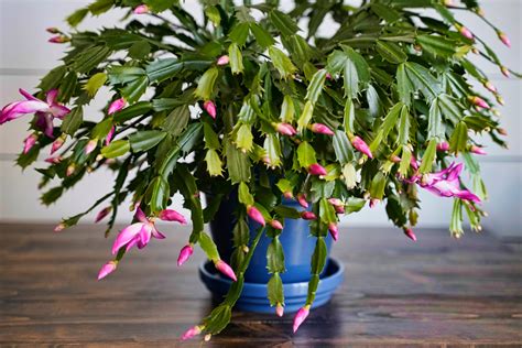 Christmas Cactus Care More Blooms Propagate And Identify Holiday Cacti