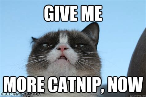 Give Me More Catnip Now Grumpy Cat On Drugs Quickmeme