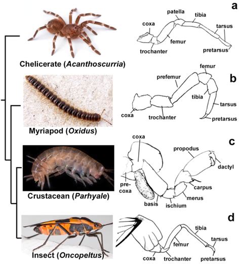 Arthropods Are A Type Of Spider