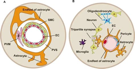 Nb︱华中科技大学王伟教授︱神经胶质—血管单元在中枢神经系统中的功能 脑医汇