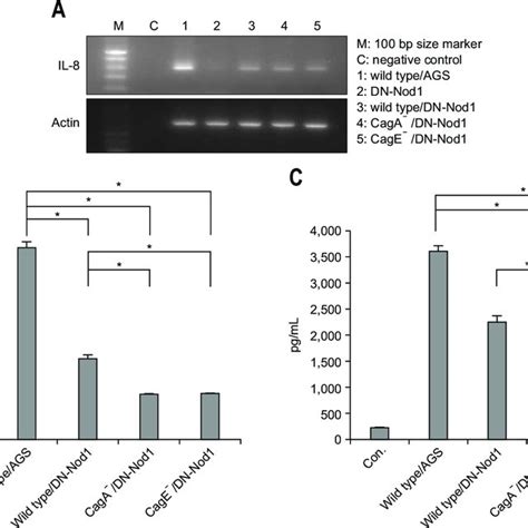 Expression Of Nucleotide Binding Oligomerization Domain 1 Nod1 And Download Scientific