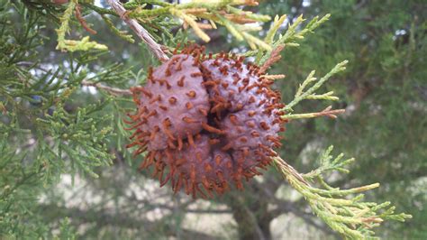 Cedar Apple Rust K State Turf And Landscape Blog