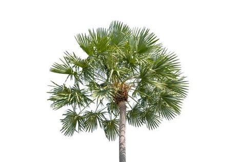 Tree On White Background Stock Photos Images And Backgrounds For Free Download