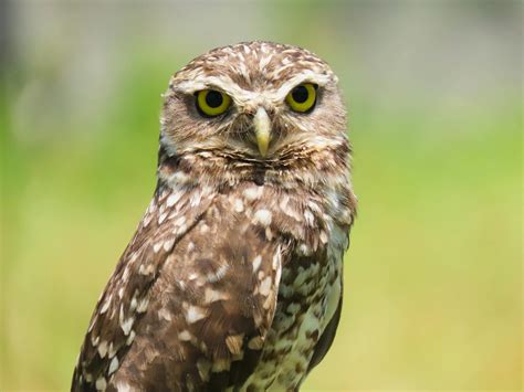 Pocket Gophers Habitat And Behavior Explained
