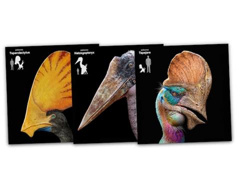 Hatzegopteryx Fossil