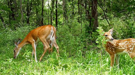 2nd Amendment Support And 2nd Amendment Support And News