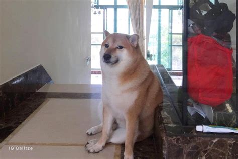 Cheems El Perrito De Los Memes Ha Muerto El Tecolote