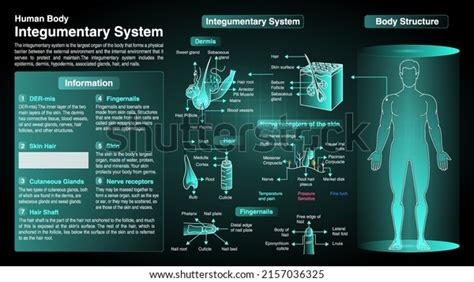 Functions Integumentary System Over 6 Royalty Free Licensable Stock Vectors And Vector Art