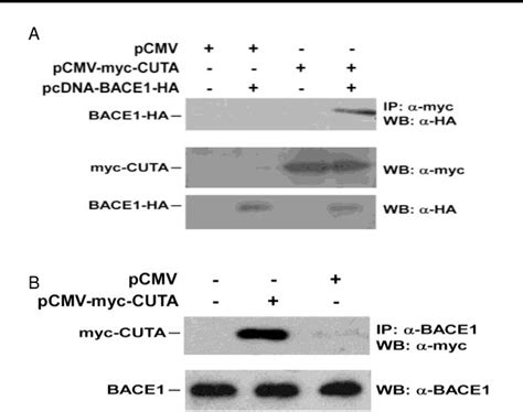 Figure 2 From Divalent Cation Tolerance Protein Binds To β Secretase