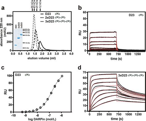 Stability And Binding Of Multivalent Darpin Constructs To Immobilized