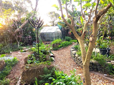 Matt And Katerinas Garden Sydney Edible Garden Trail