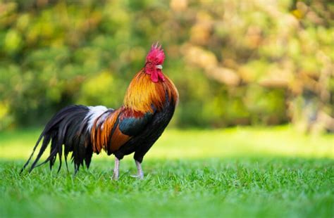 What Do Roosters Do Explained Chicken And Chicks Info