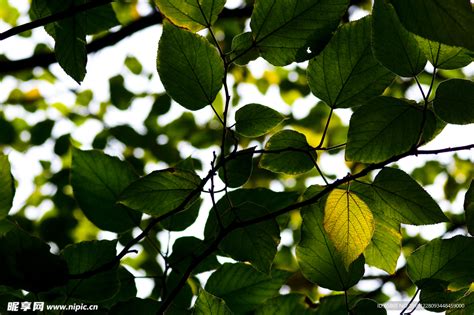 树叶摄影图 自然风景 自然景观 摄影图库 昵图网