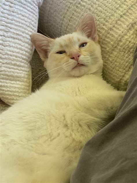 A Sleepy Blep From My Flamepoint Rabbit 😍 Rblep