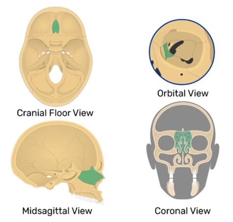 The Ethmoid Bone Flashcards Quizlet