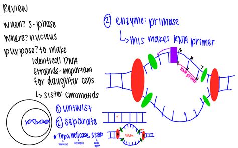 Dna Synthesis Dna Replication Review When S Phase And Enzyme Primase Where Nucleus This