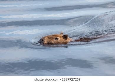Capybara Swim Royalty Free Photos And Stock Images Shutterstock