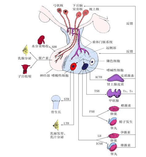肾上腺皮质图 大山谷图库