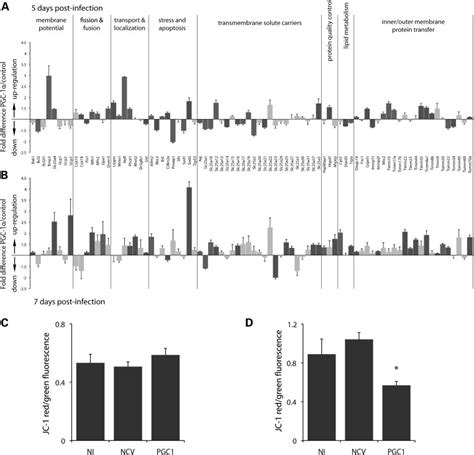 Mitochondrial Transcriptome Analysis Of Neuronal Cultures Download Scientific Diagram