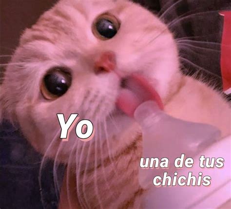 Divertido Meme De Gato Con Lengua Fuera