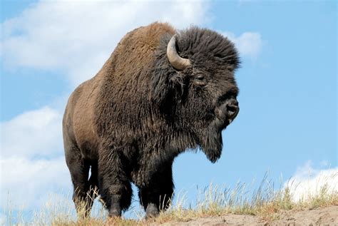 The Majestic American Bison A Symbol Of Resilience And Heritage