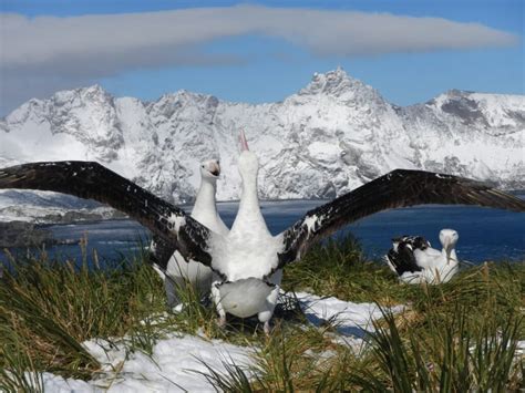 Tern Or Albatross At Kelly Duppstadt Blog