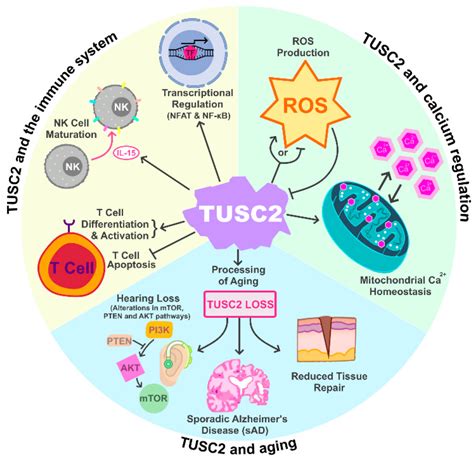 Tumor Suppressor Candidate 2 Encyclopedia Mdpi