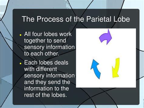 PPT The Parietal Lobe PowerPoint Presentation Free Download ID 5836872