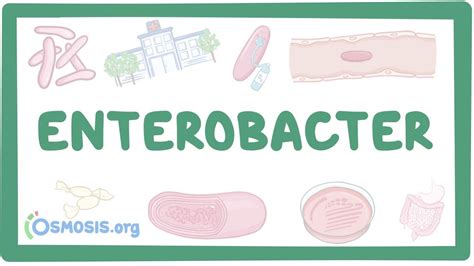 Enterobacter Cloacae Gram Stain