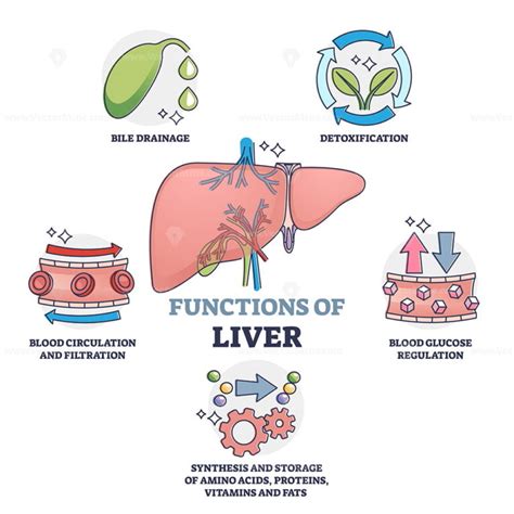 Liver Structure And Anatomical Organ Function Explanation Outline Diagram Vectormine