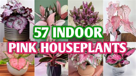 57 Indoor Pink Houseplants Pink Indoor Plants With Name Plant And
